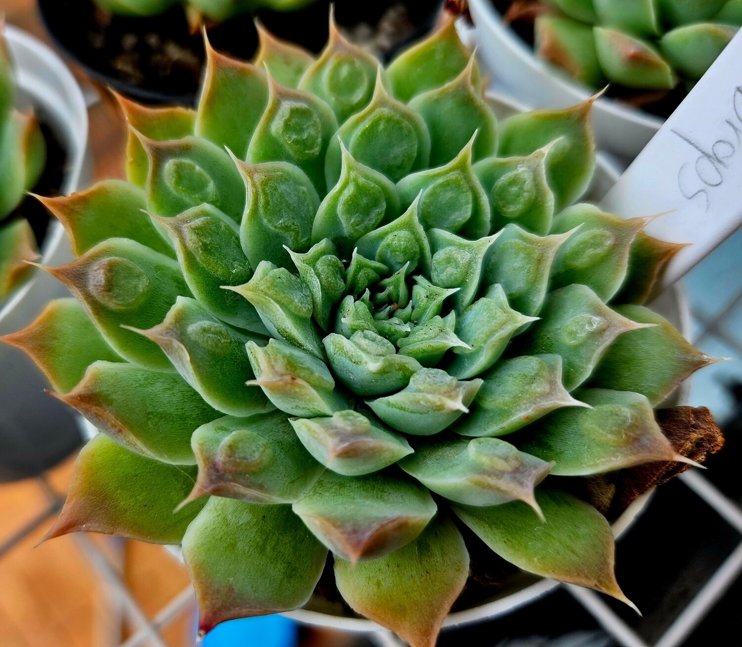 Echeveria Gilo Drops