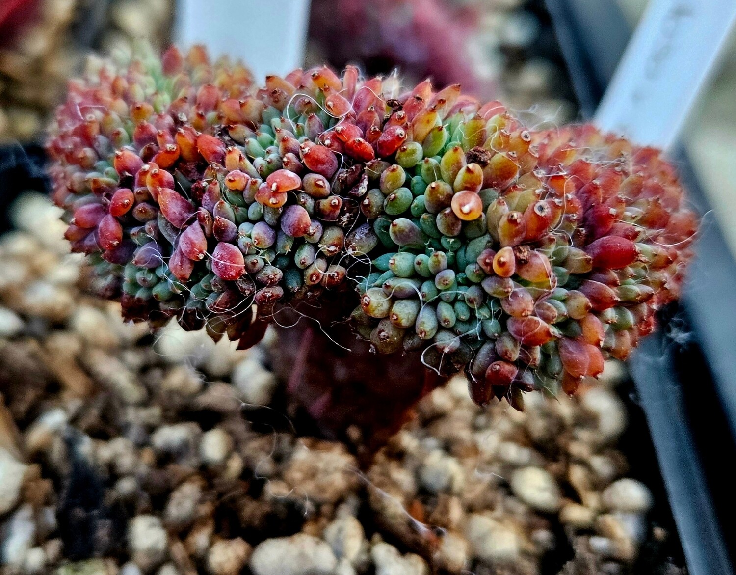 Setosa v Deminuta Crest