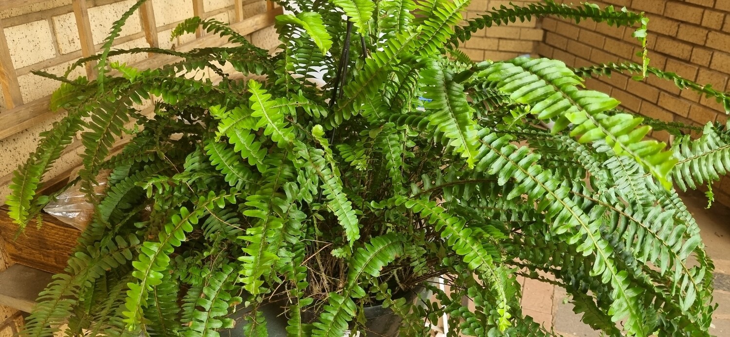 Fern Nephordepsis Exaltata Nevada