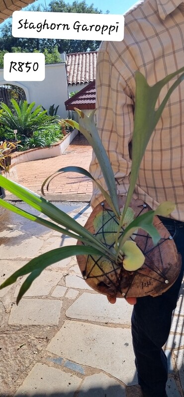 Fern Staghorn Garoppi