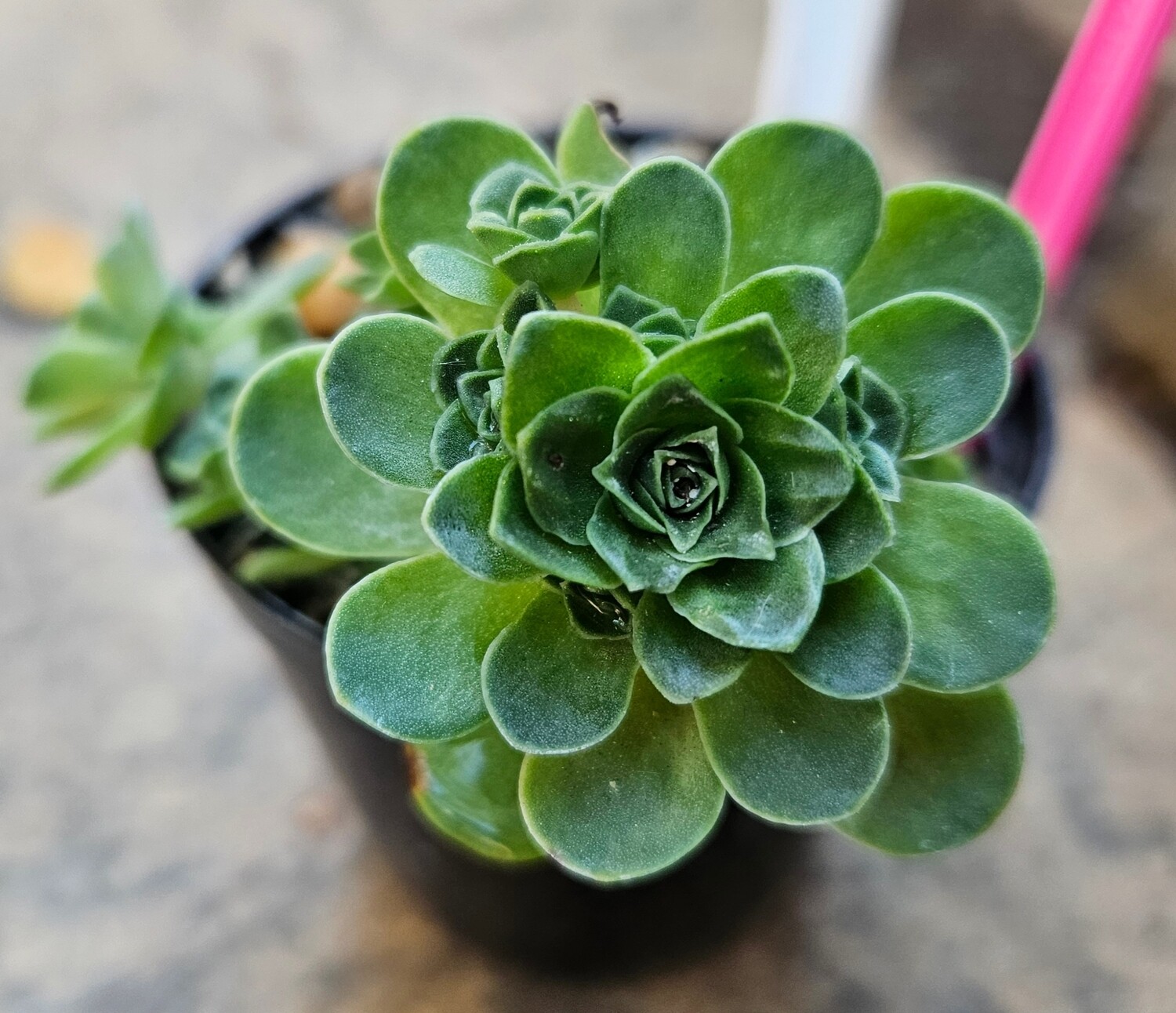 Greenovia Dodrantalis