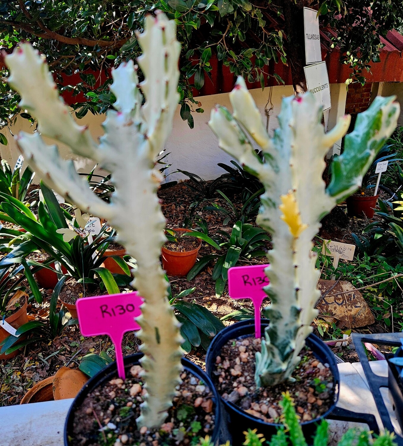 Euphorbia Ghost cactus