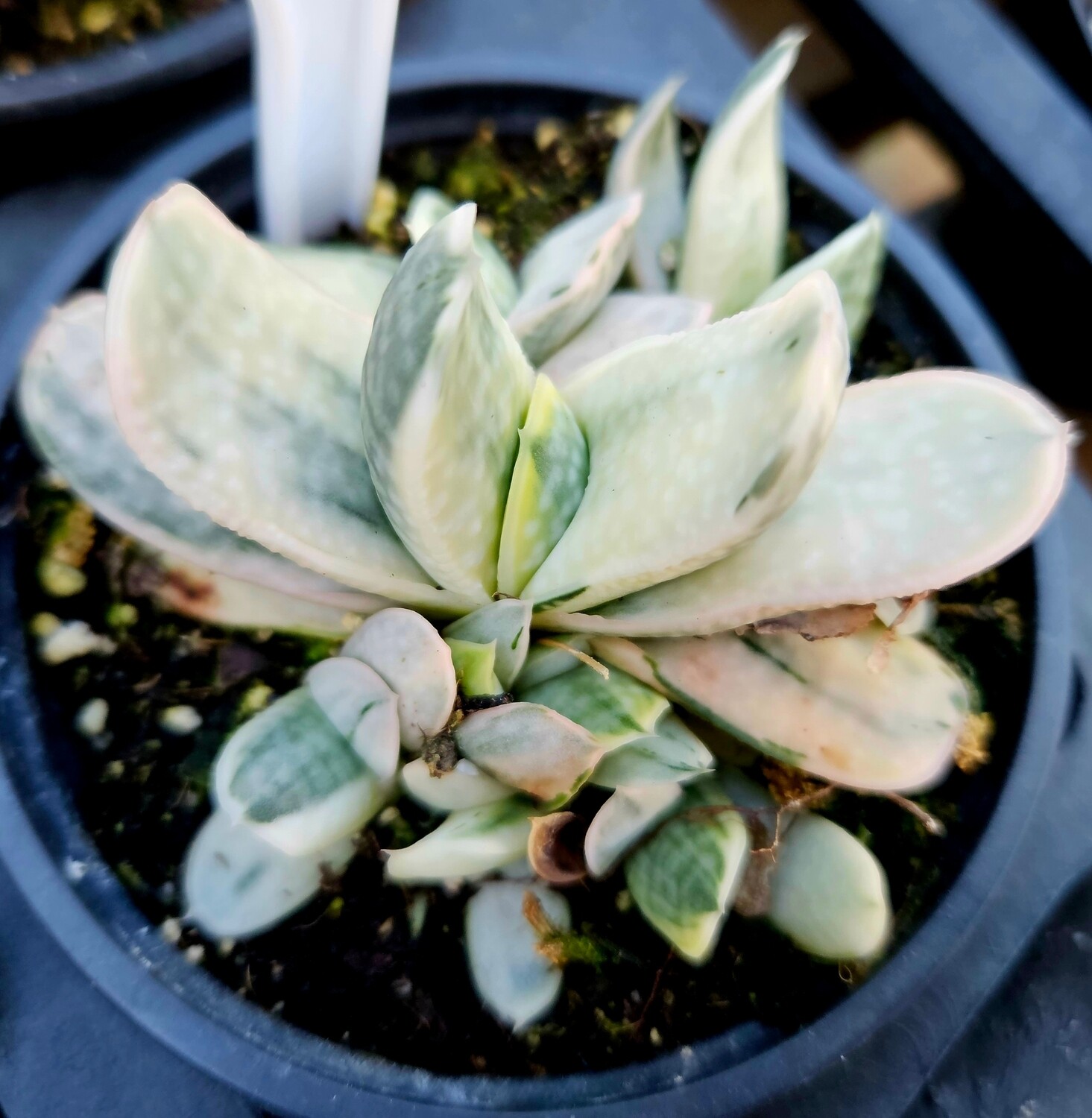 Gasteria Variegated pot