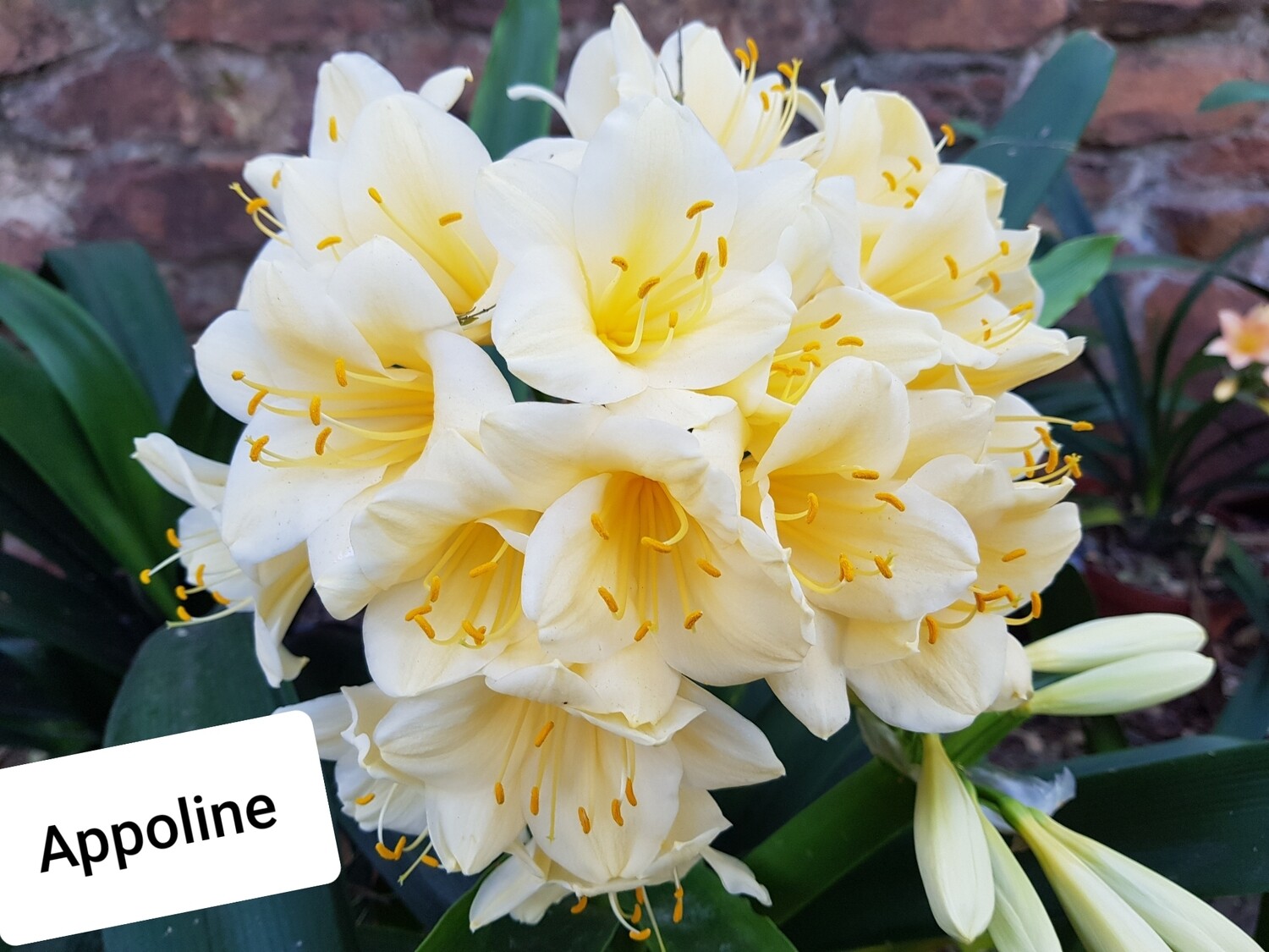 SEED Appoline x Self