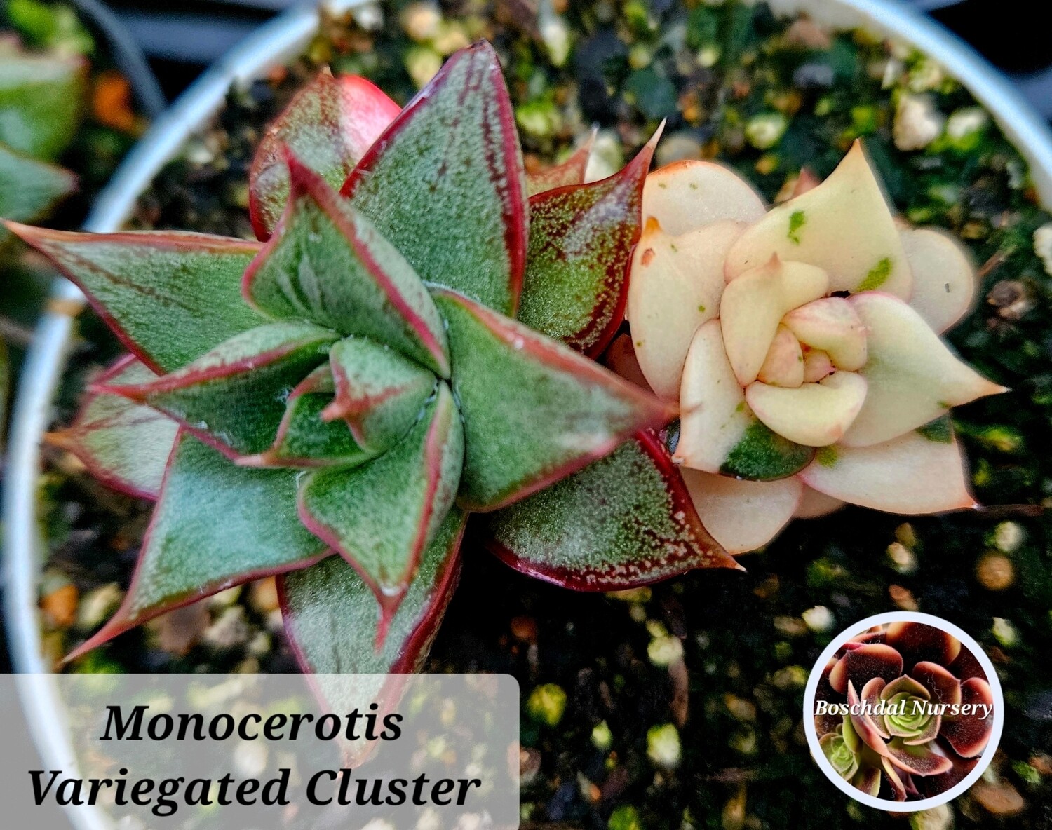 Echeveria Monocerotis Variegated Cluster