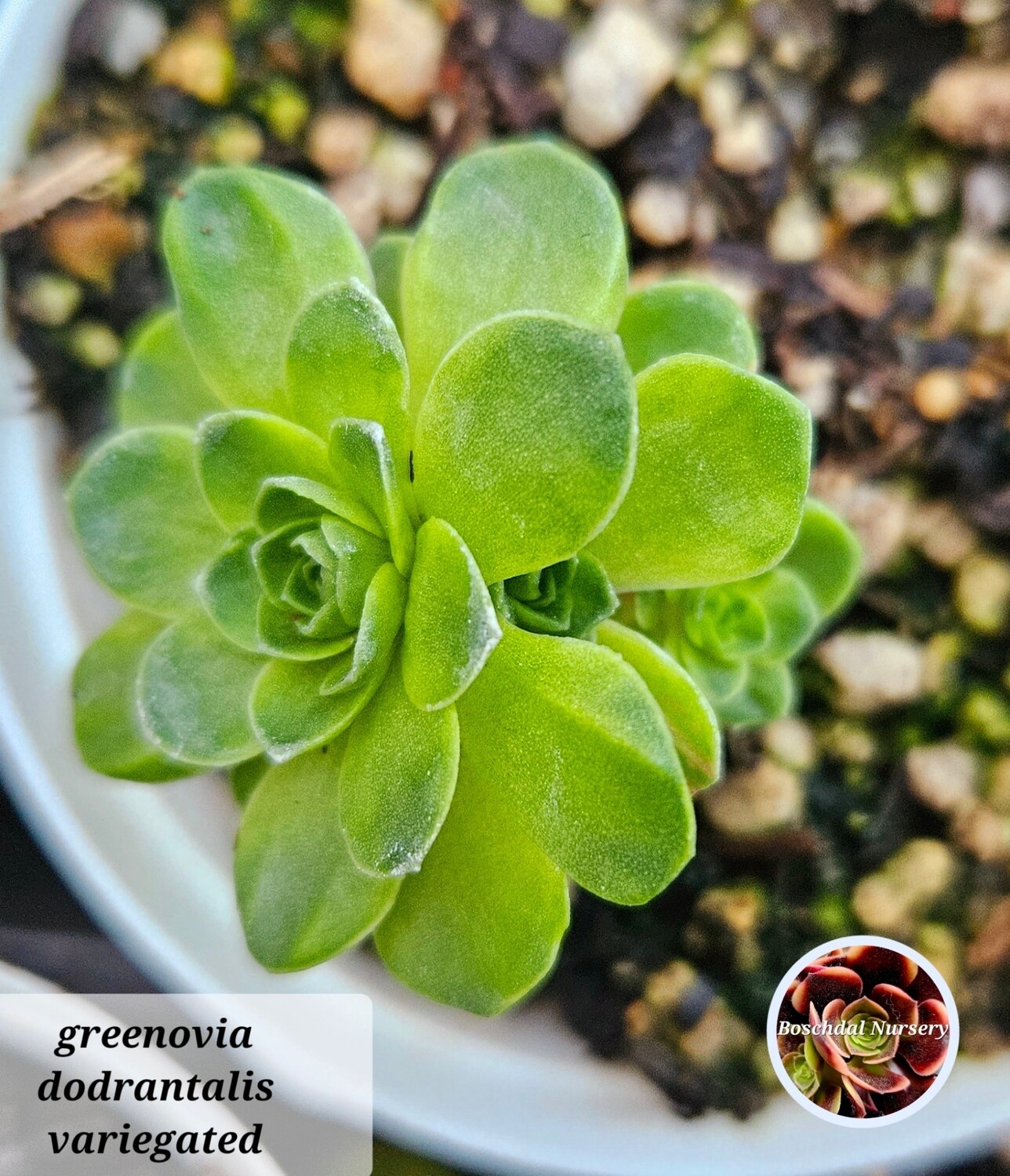 Greenovia Dodrantalis Variegated