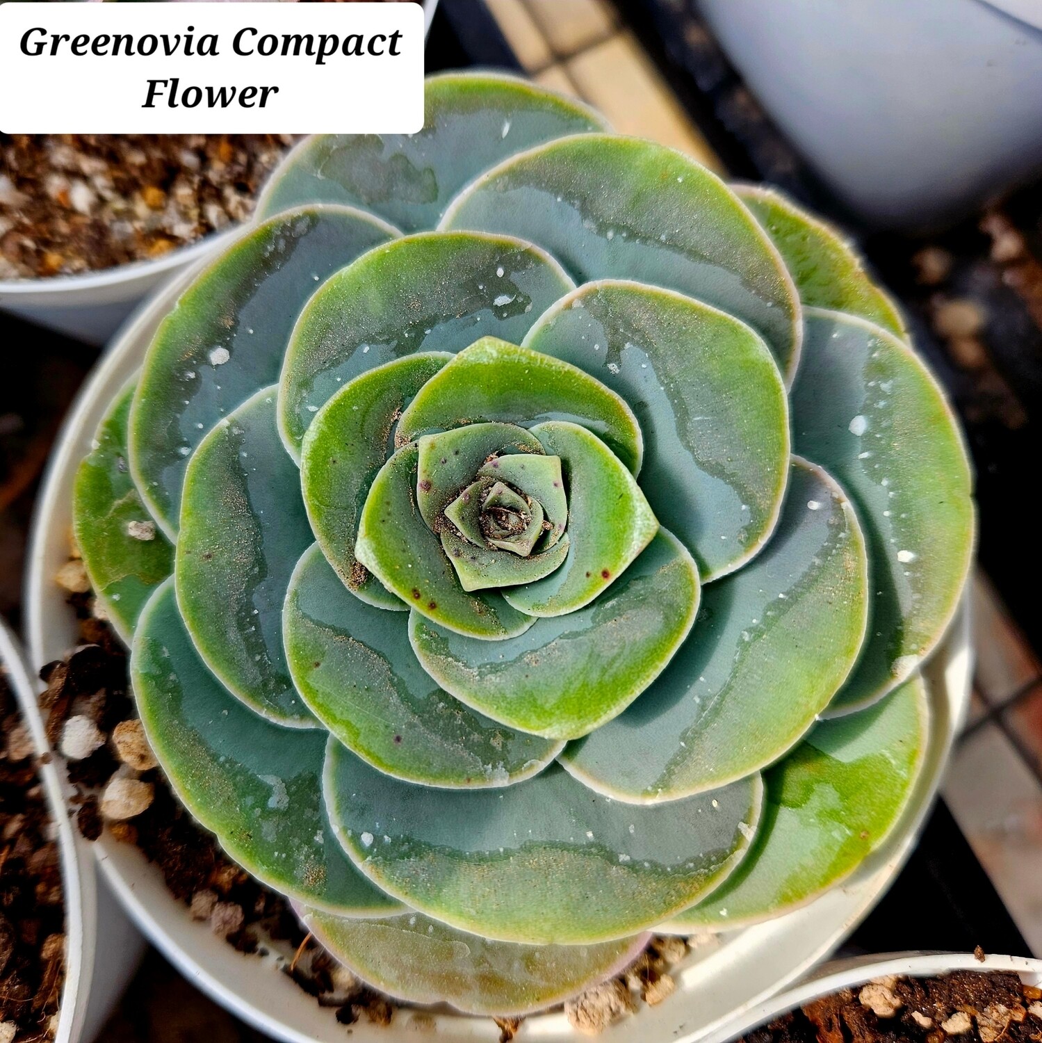 Greenovia Compact