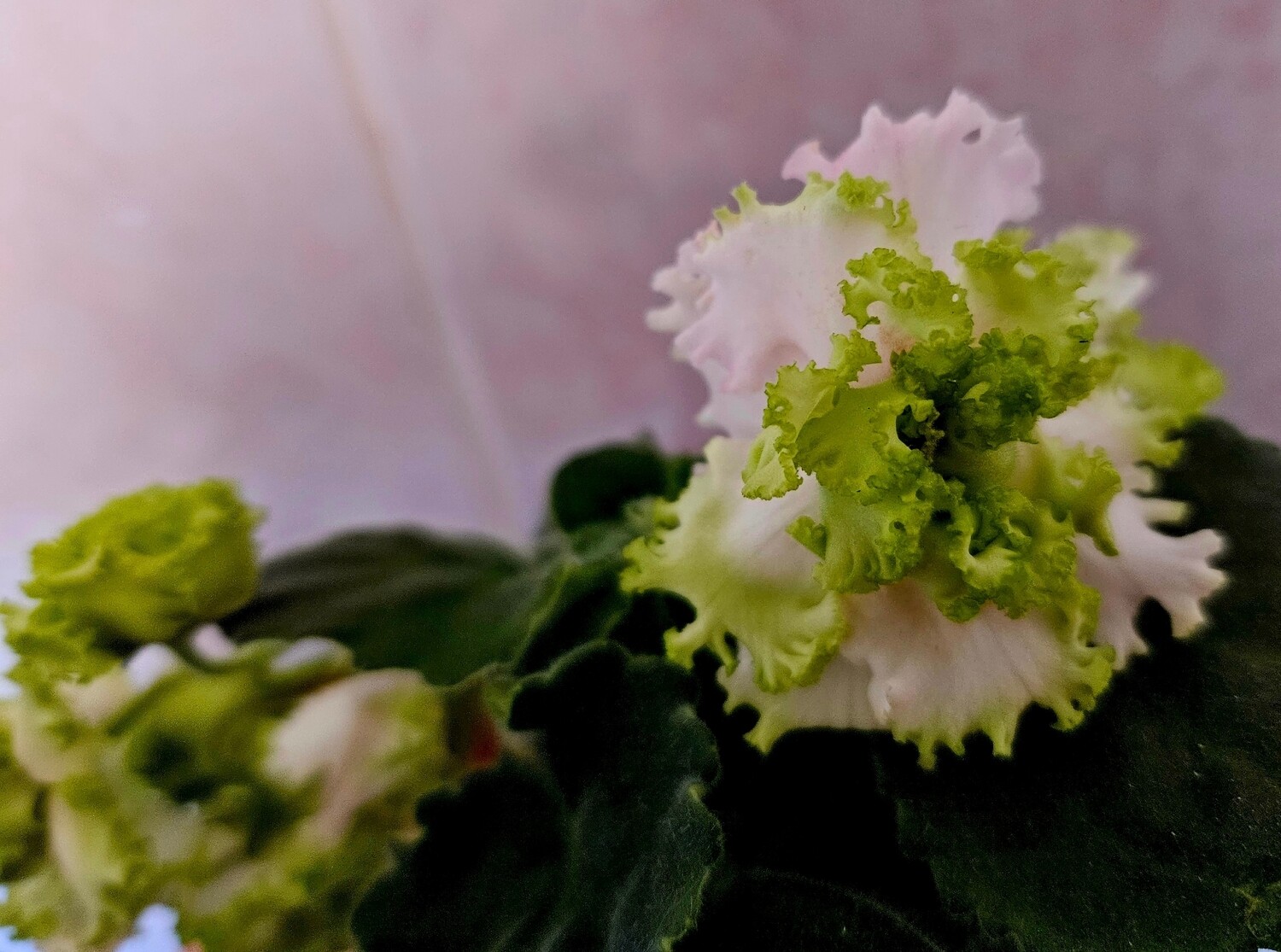 African Violet Silverglade Apples STARTER PLANT