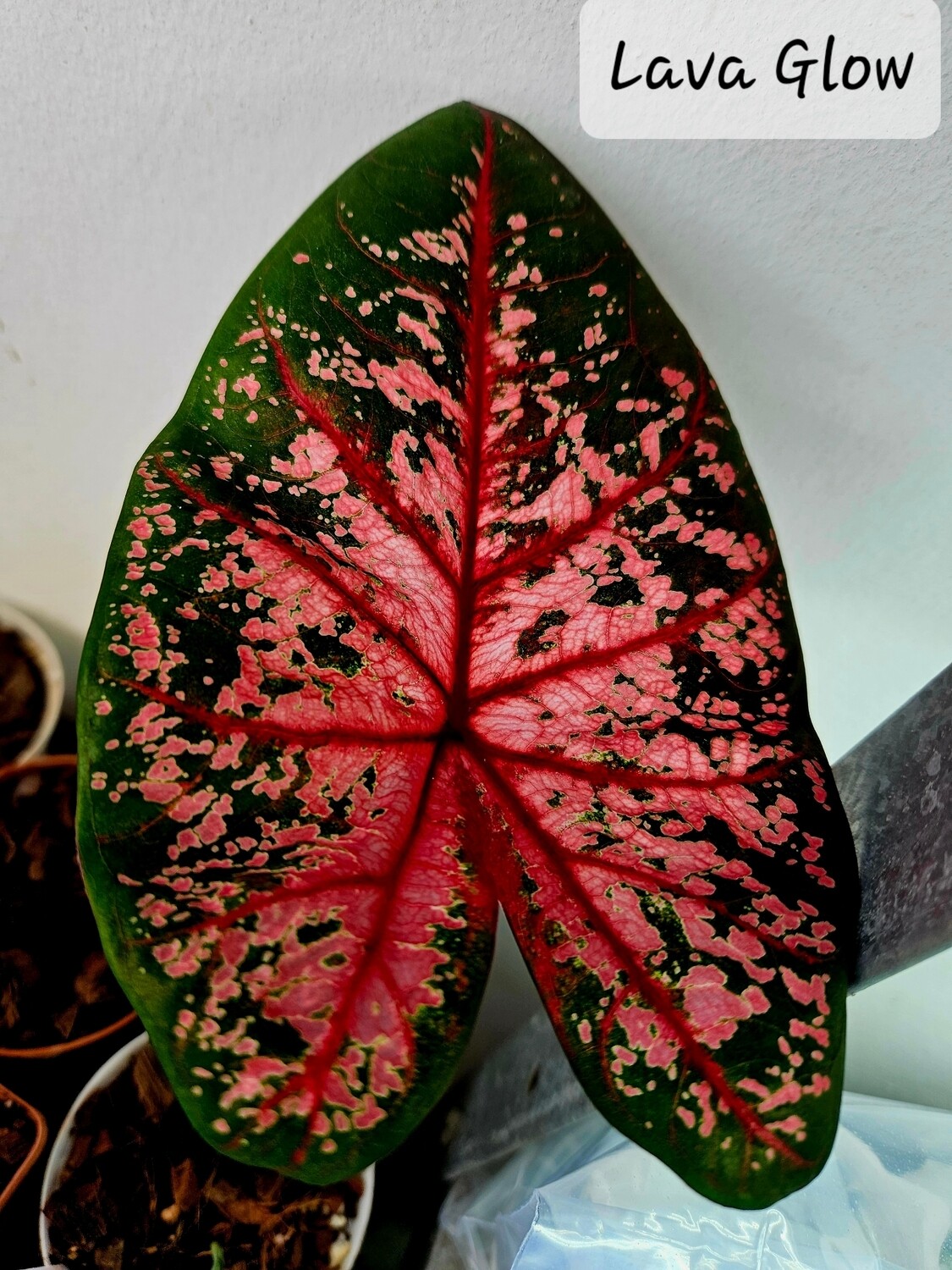 Caladium Lava Glow P1