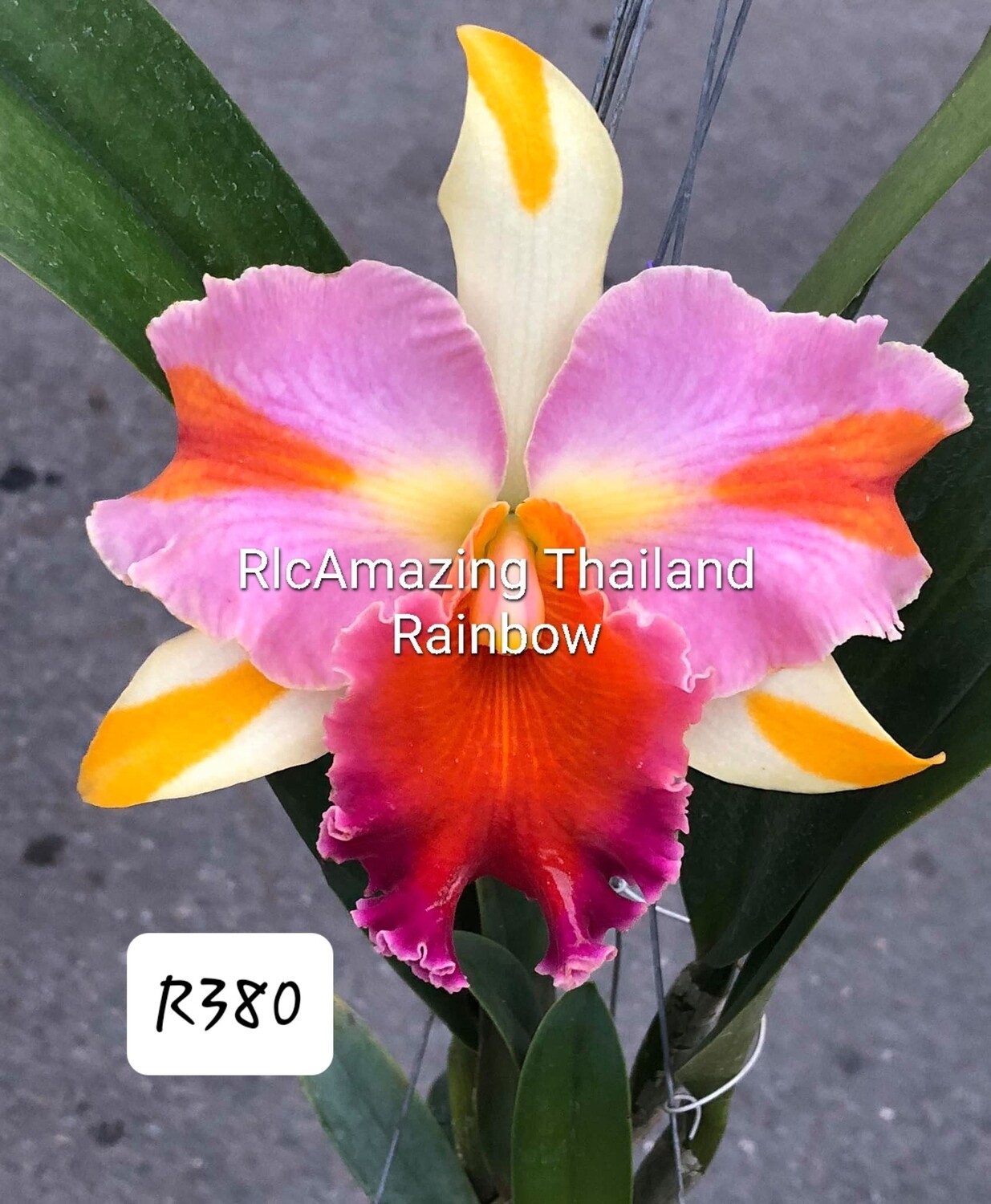 RLC Amazing Thailand rainbow