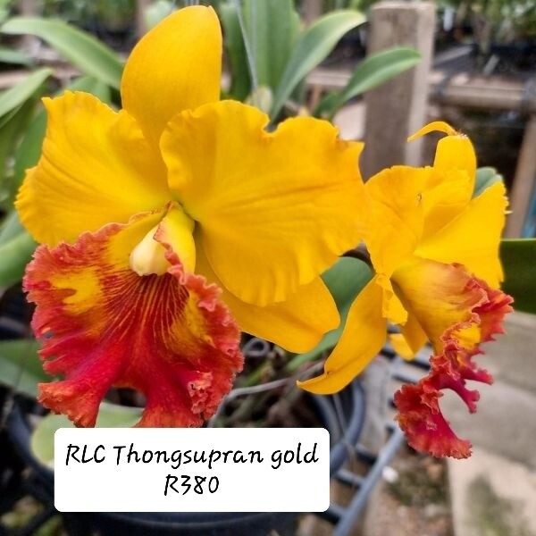 RLC Thongsupran gold
