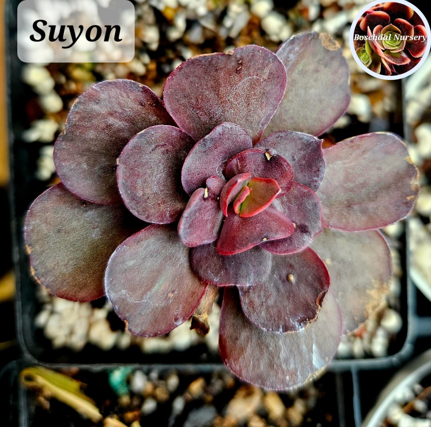 Echeveria Suyon