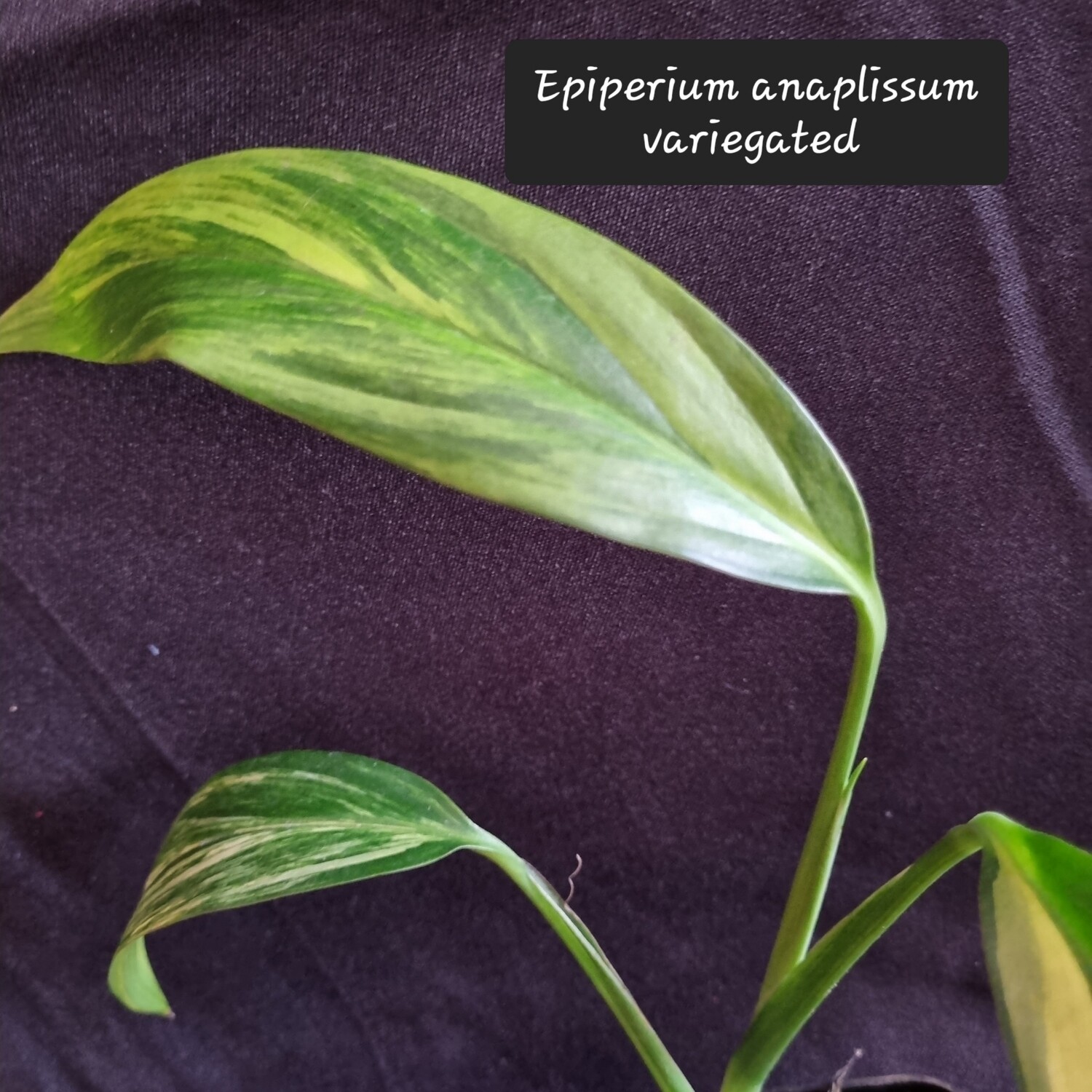 Epiperium anaplissum variegated imported