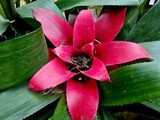 Bromeliads
