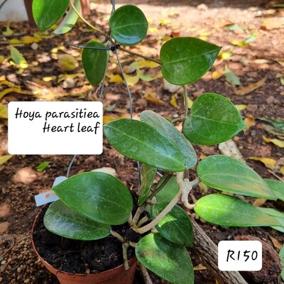 Boschdal Nursery Plant Shop