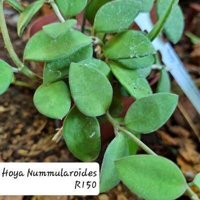 Boschdal Nursery Plant Shop