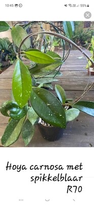 Boschdal Nursery Plant Shop