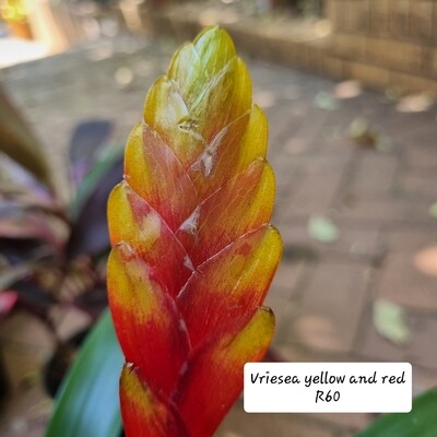 Bromeliads