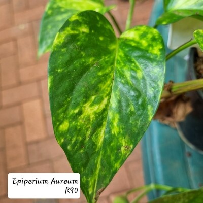 Boschdal Nursery Plant Shop