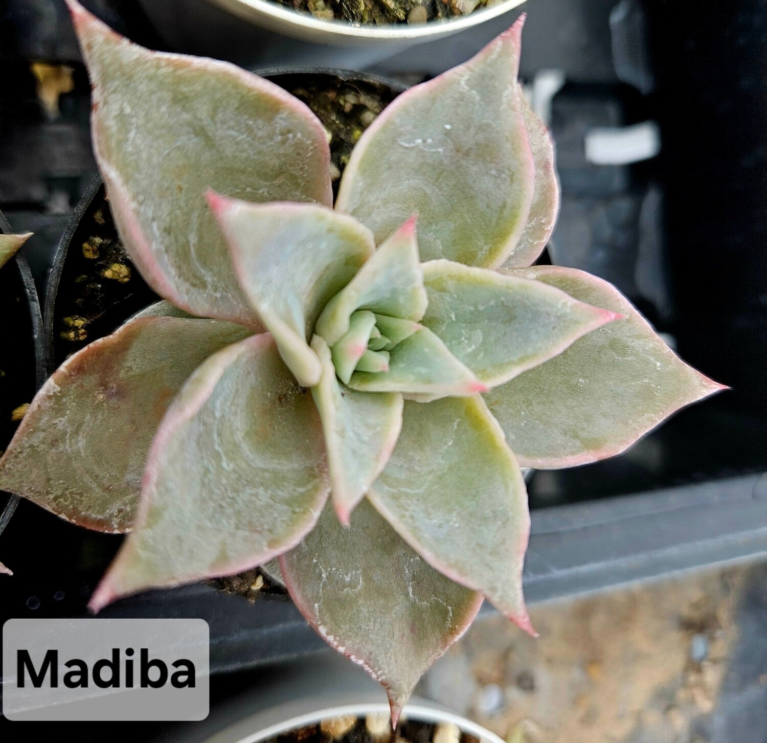 Echeveria Madiba