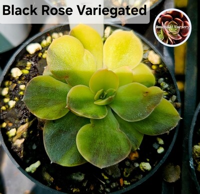 Boschdal Nursery Plant Shop