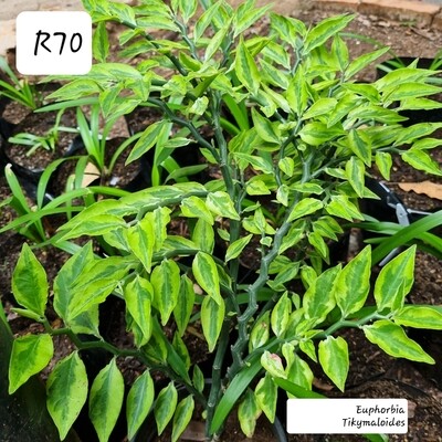 Boschdal Nursery Plant Shop