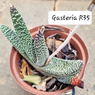 Boschdal Nursery Plant Shop