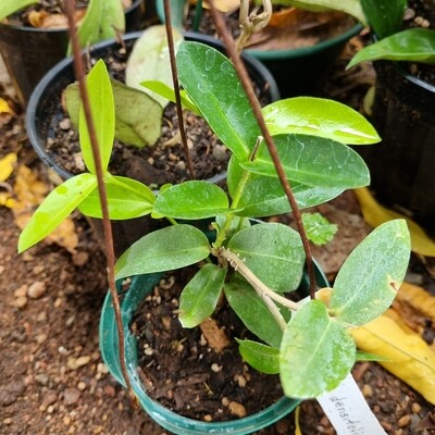 Boschdal Nursery Plant Shop