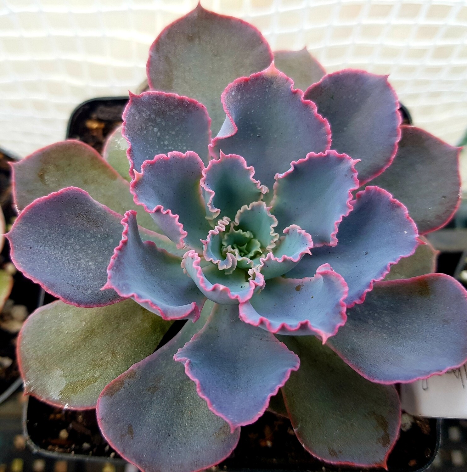 Echeveria Neon Breaker x5 (Imported)