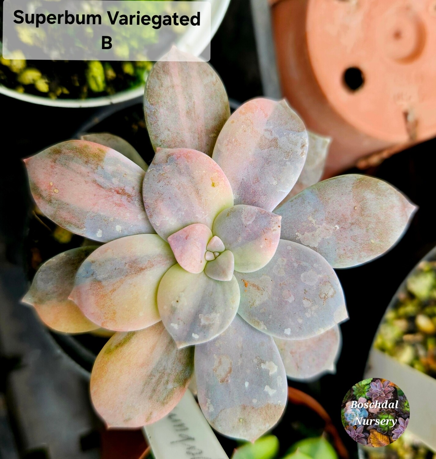 Graptopetalum Superbum Variegated