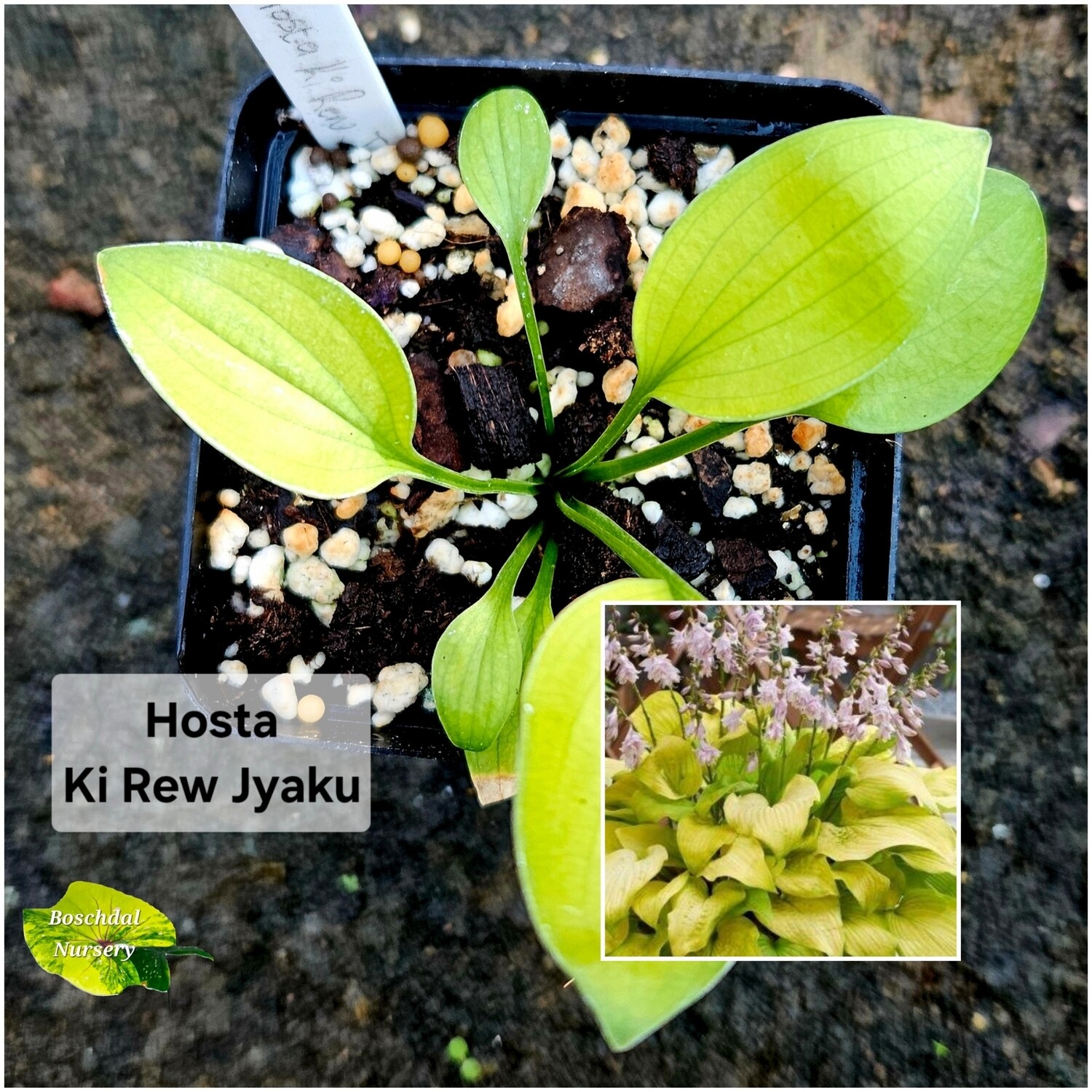 Hosta Ki Rew Jyaku