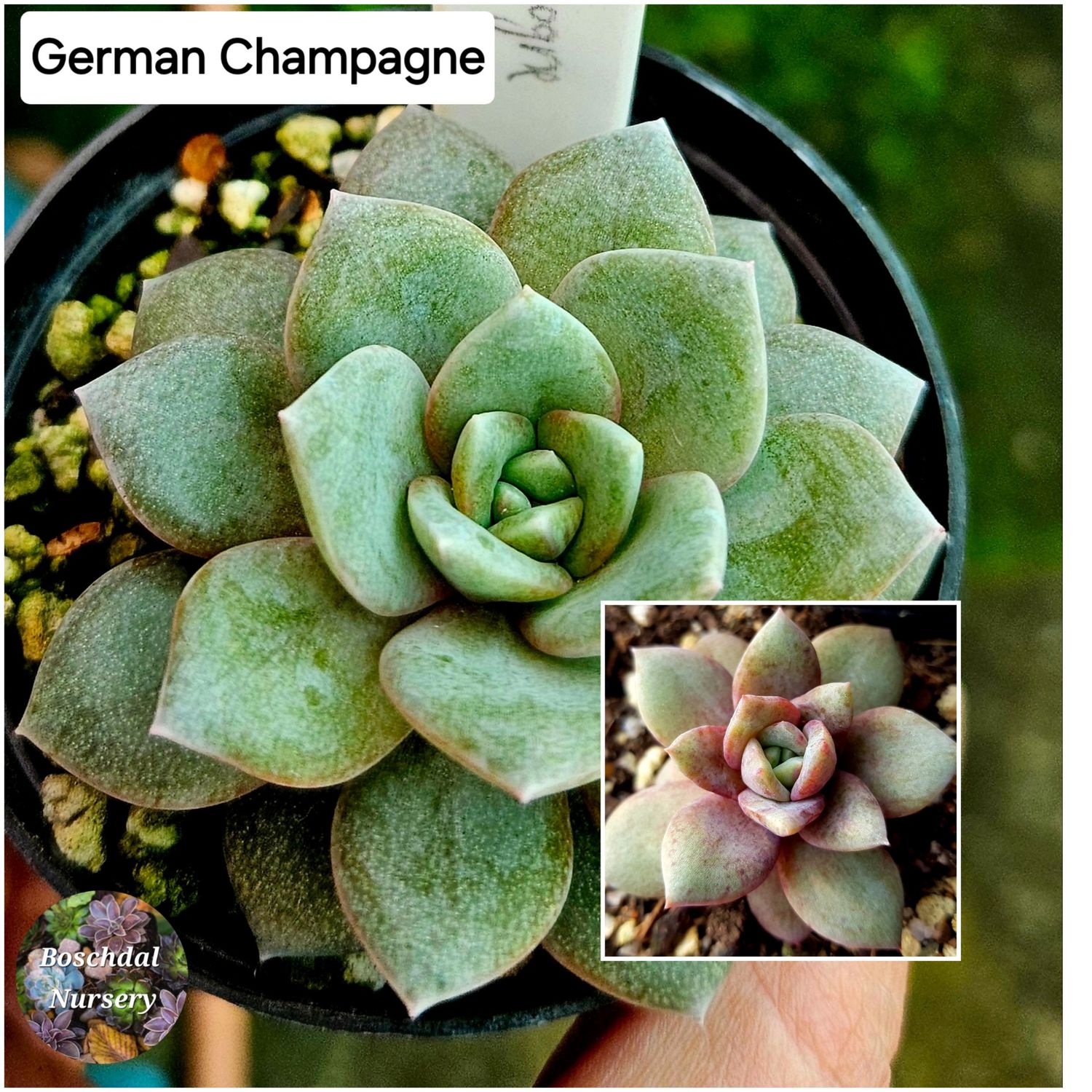 Echeveria German Champagne