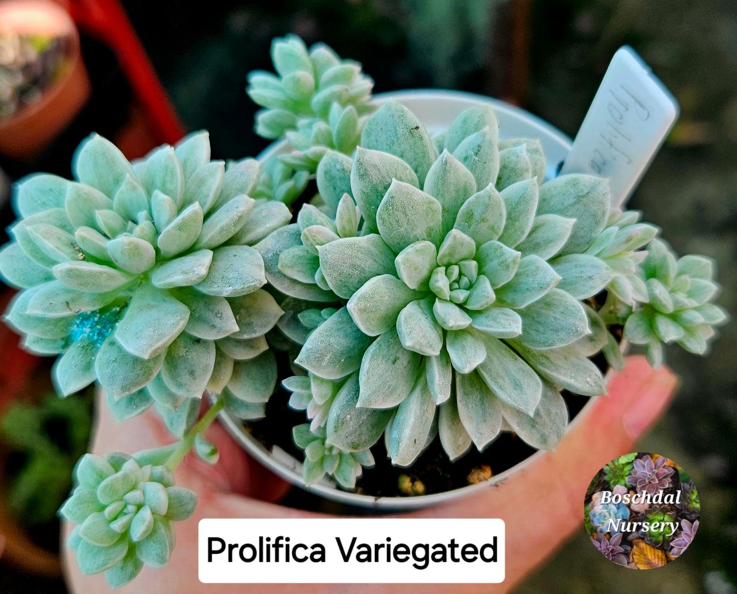 Echeveria Prolifica Variegated
