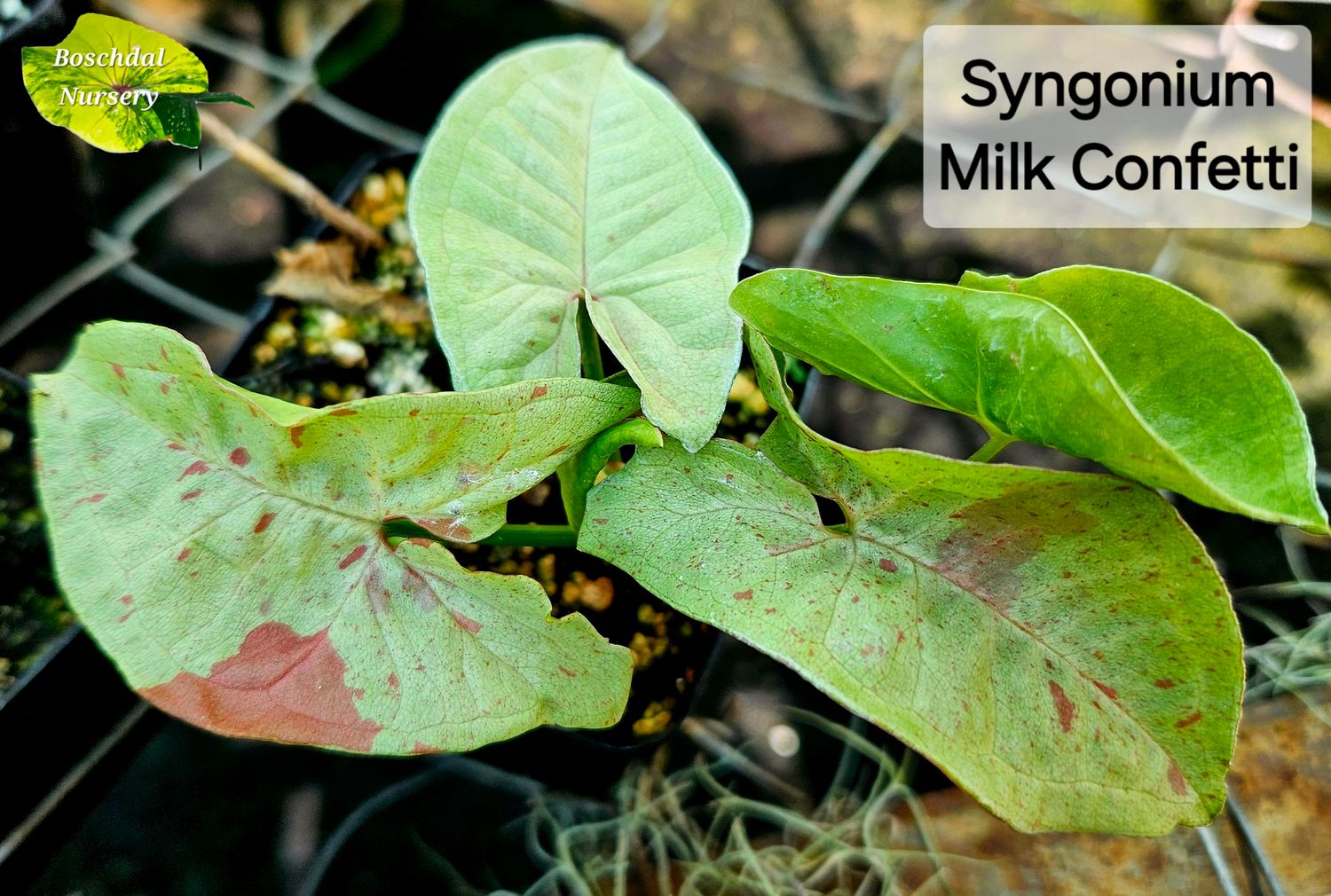 Syngonium Milk Confetti