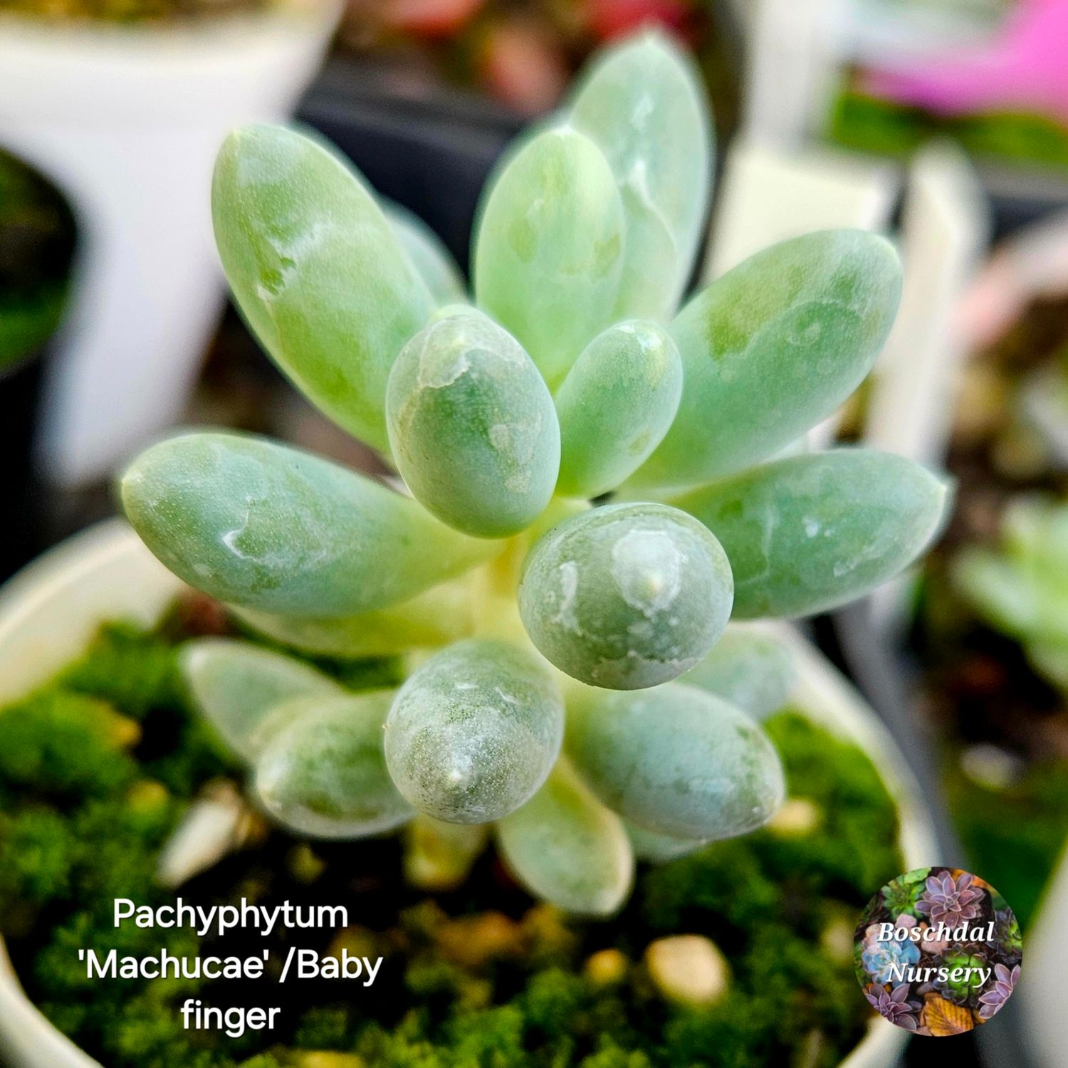 Pachyphytum Baby Finger