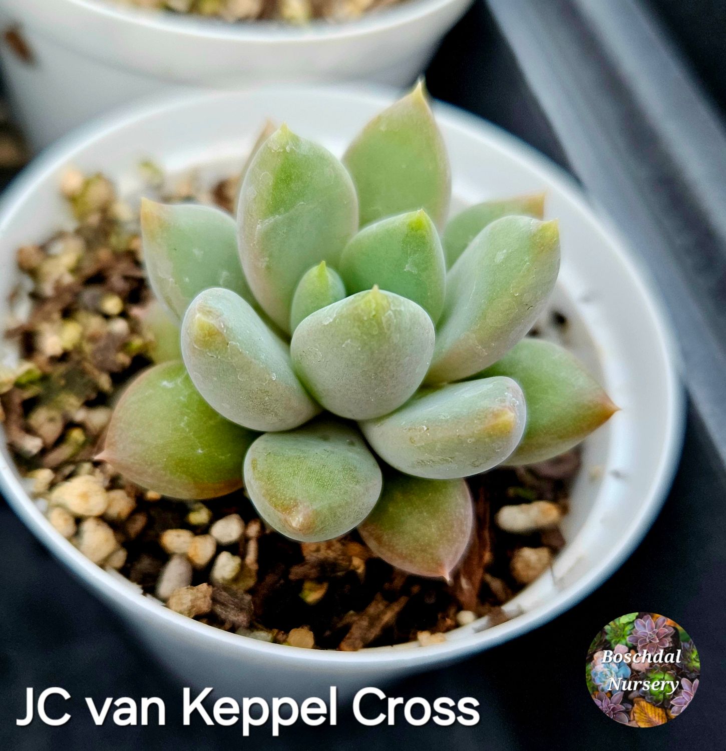 JC Van Keppel Cross