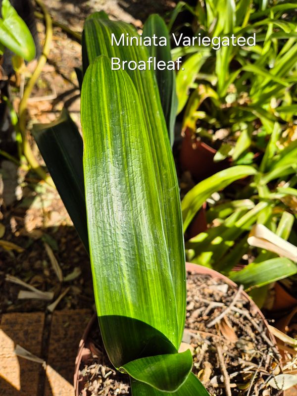 Miniata Variegated Broad leaf.