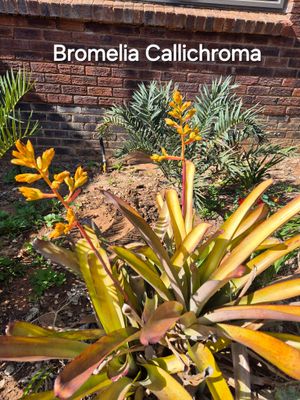 Bromeliads