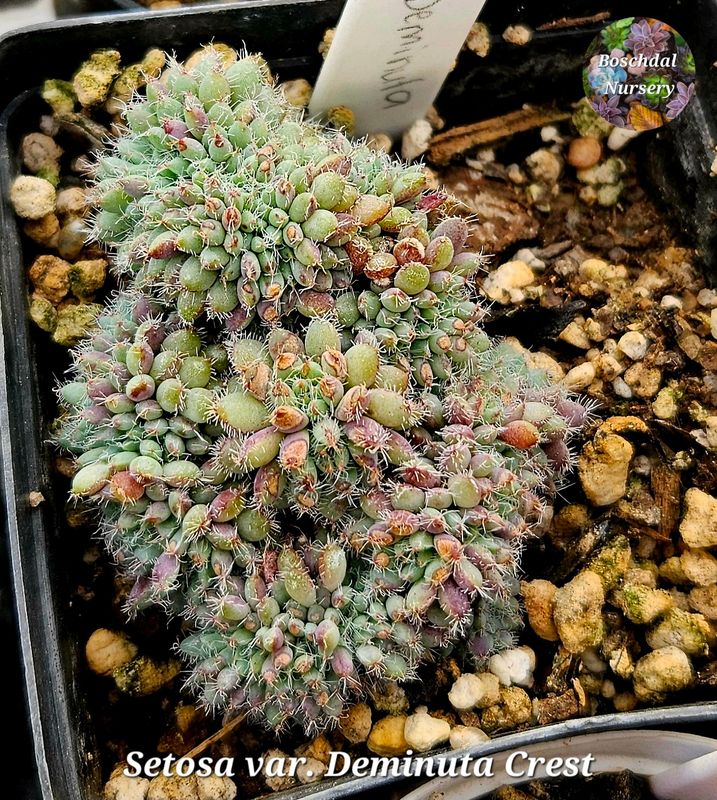 Setosa v Deminuta Crest