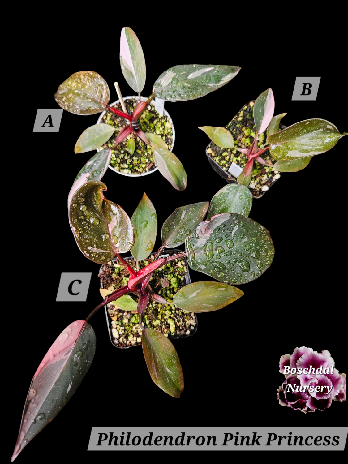 Philodendron Pink Princess