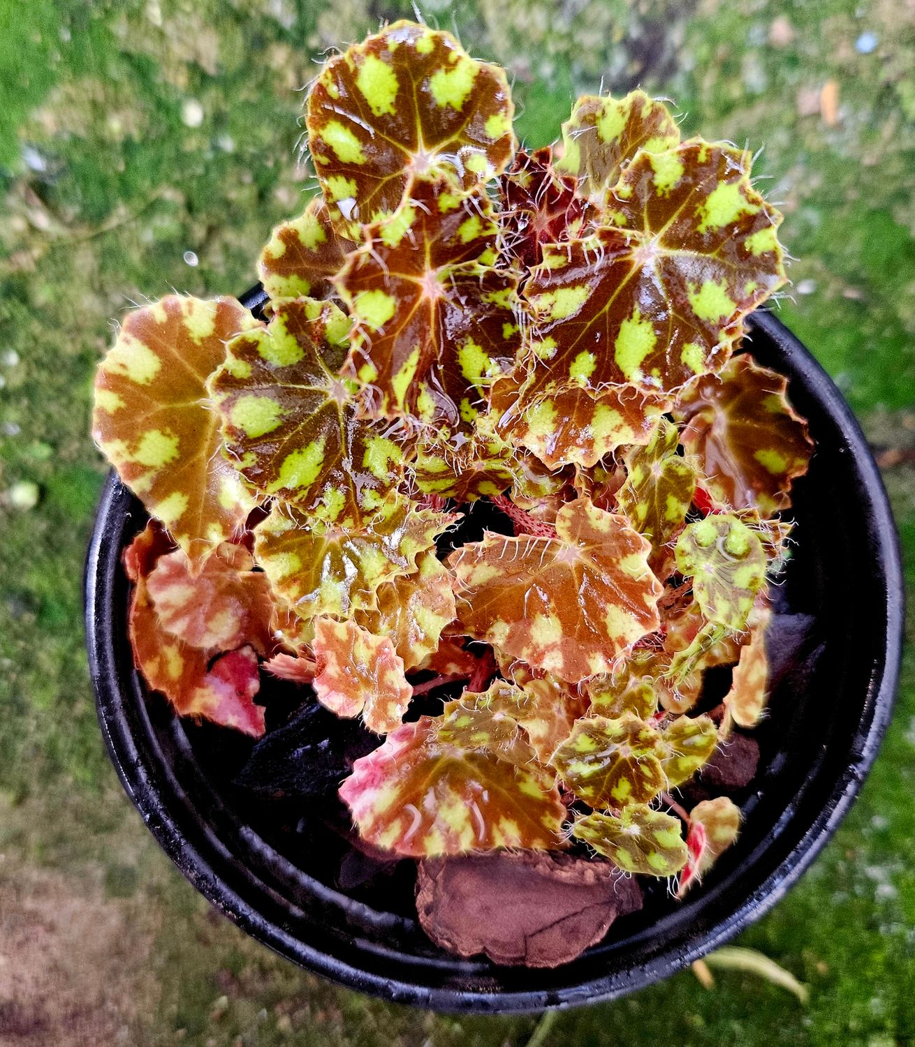 Begonia Tiger
