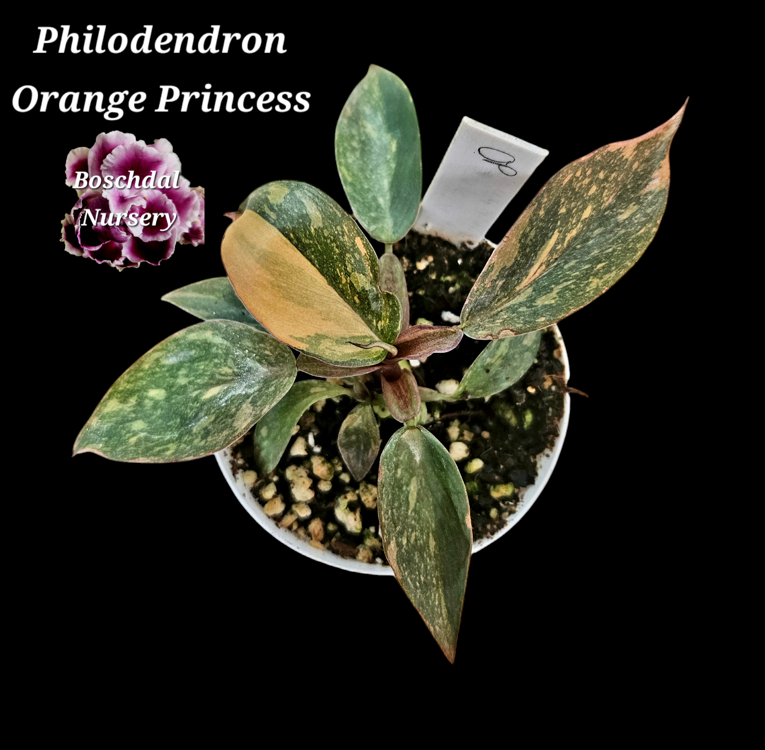 Philodendron Orange Princess