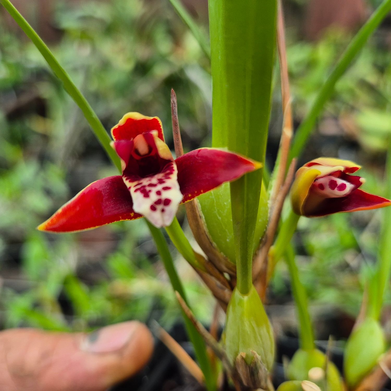 Maxilaris tenuifolia