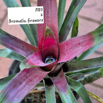 Bromeliads
