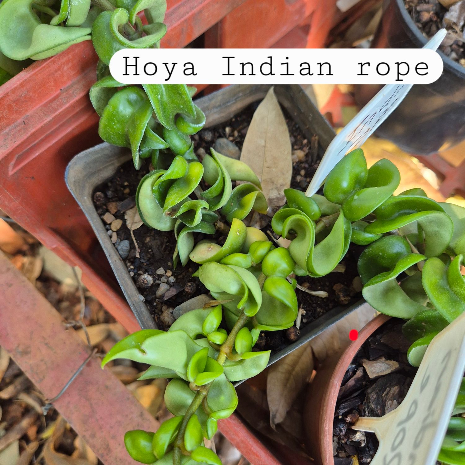 Hoya Indian rope