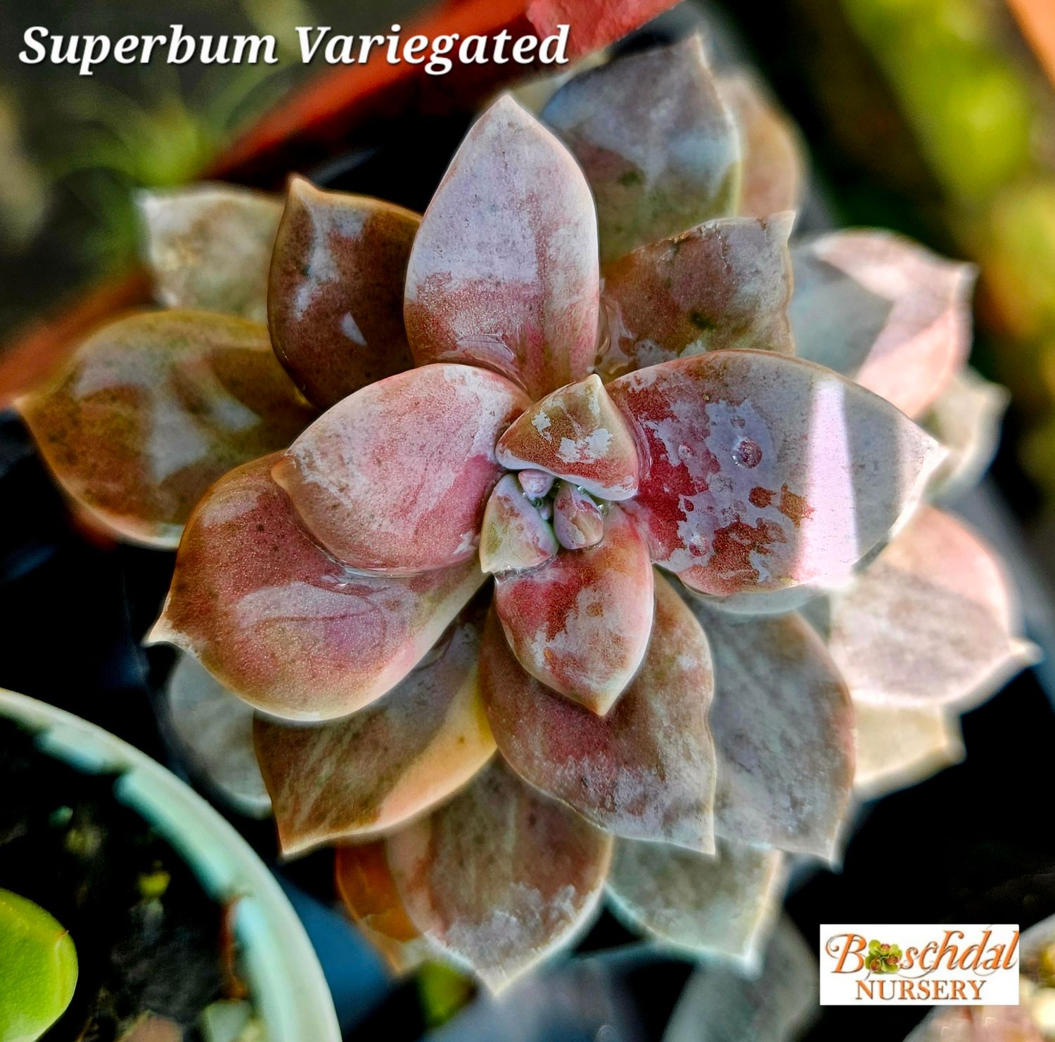 Graptopetalum Superbum Variegated