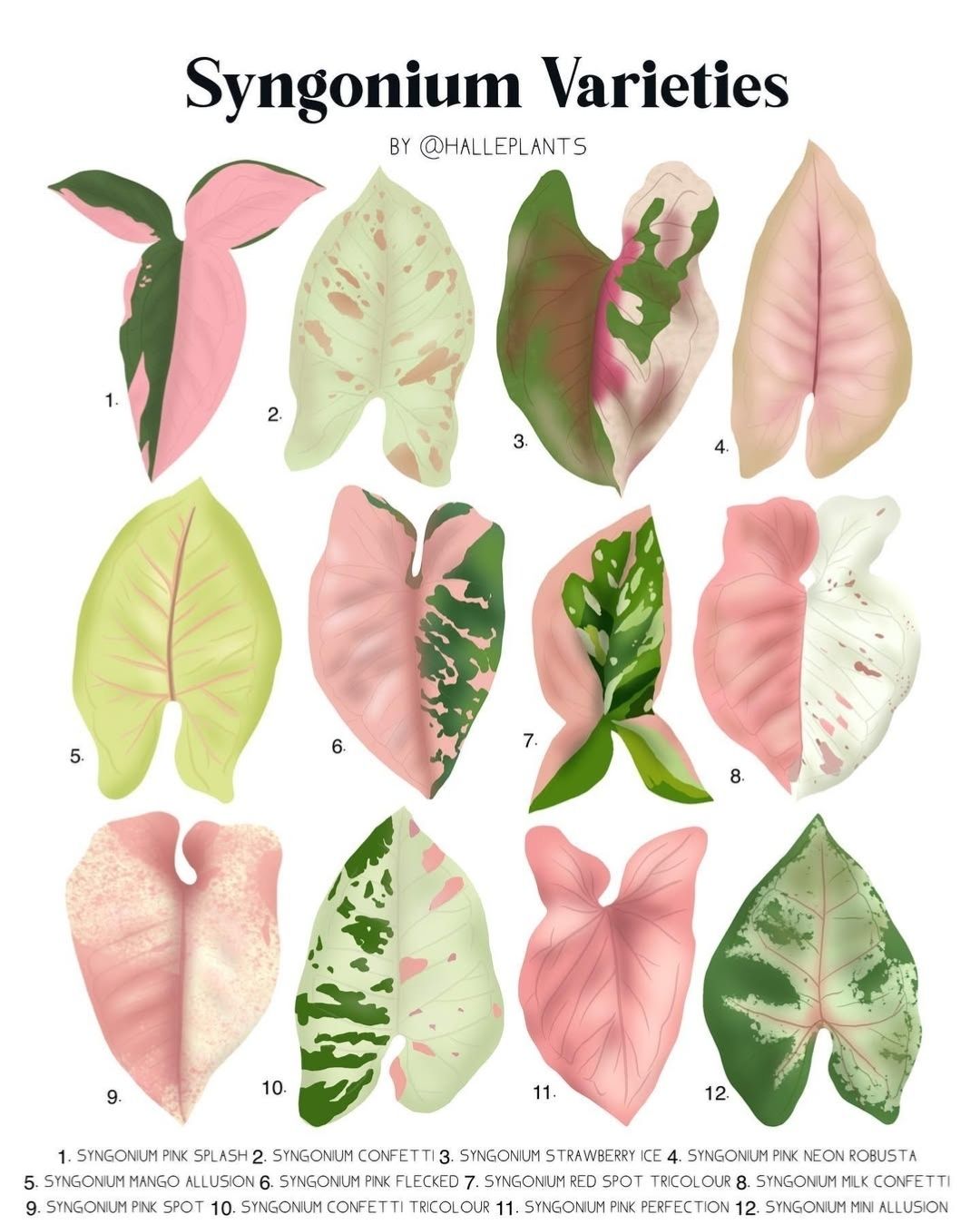 Syngonium
