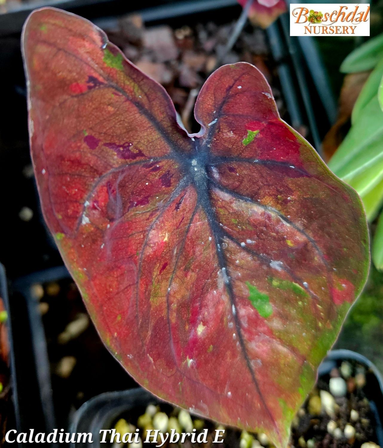 Caladium Halo Thai E
