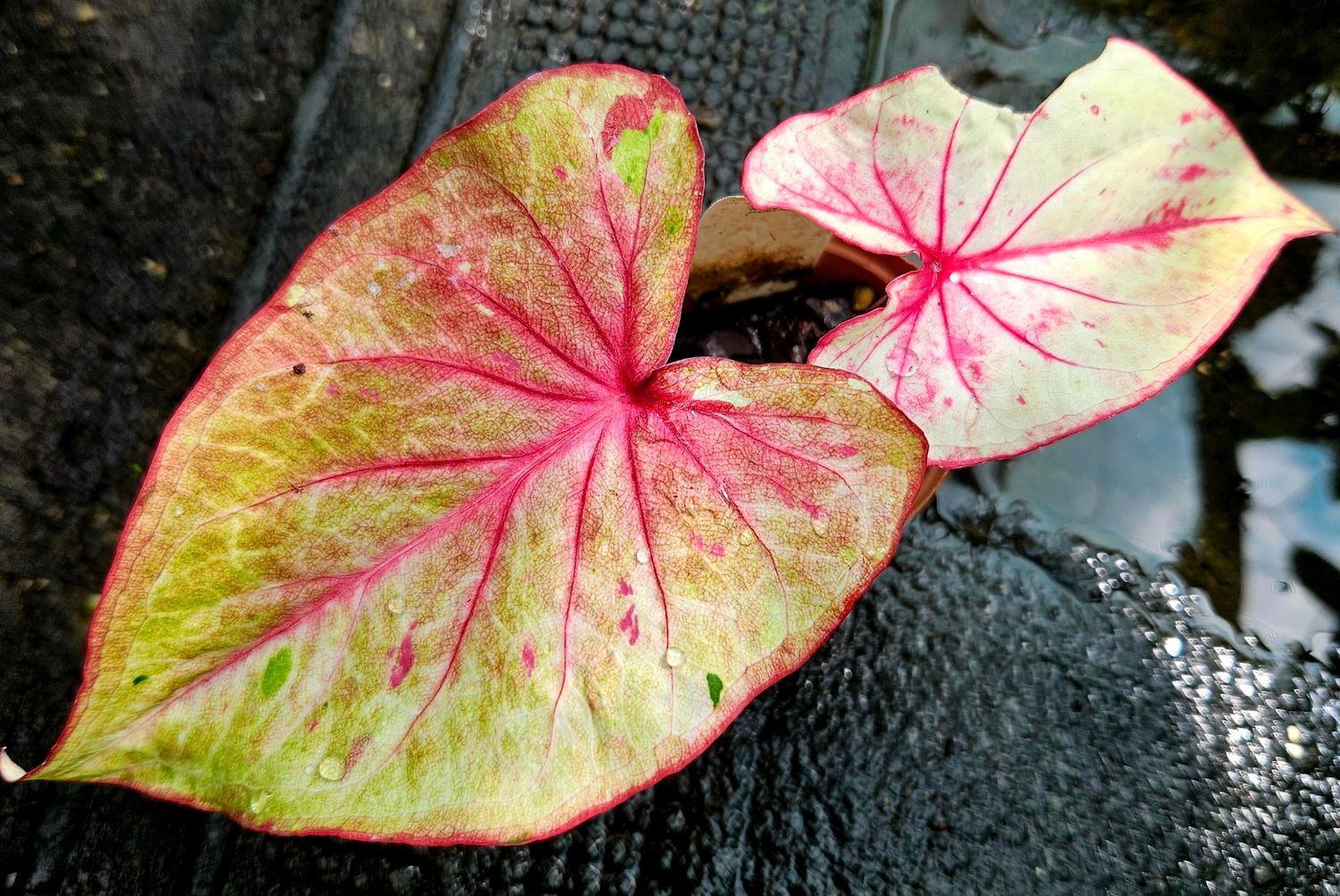Caladium New Thai Hybrid