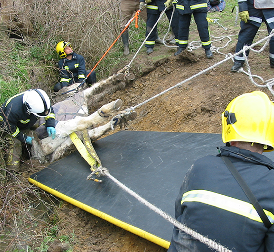 Fire Ladders Online Ordering